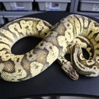 Pastel Calico Yellow Belly Ball Python by Redstrom Reptiles - MorphMarket