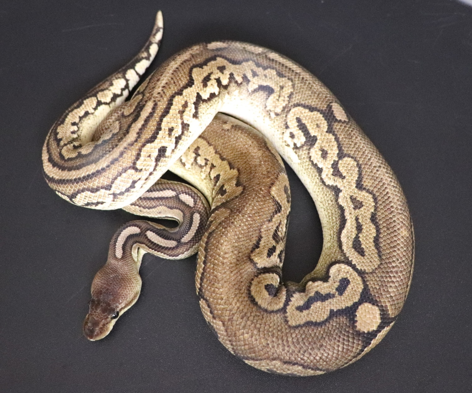 Pewter 100% Het Pied Ball Python by Redstrom Reptiles - MorphMarket