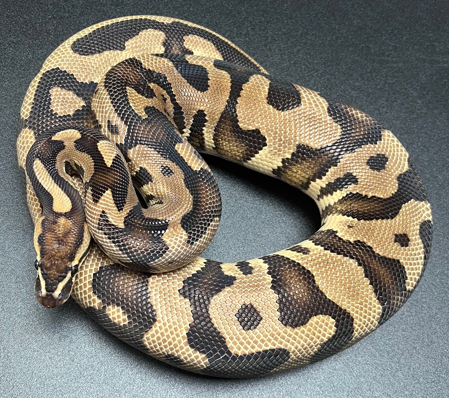 Leopard Enchi Het TSK Axanthic Ball Python by Redstrom Reptiles ...