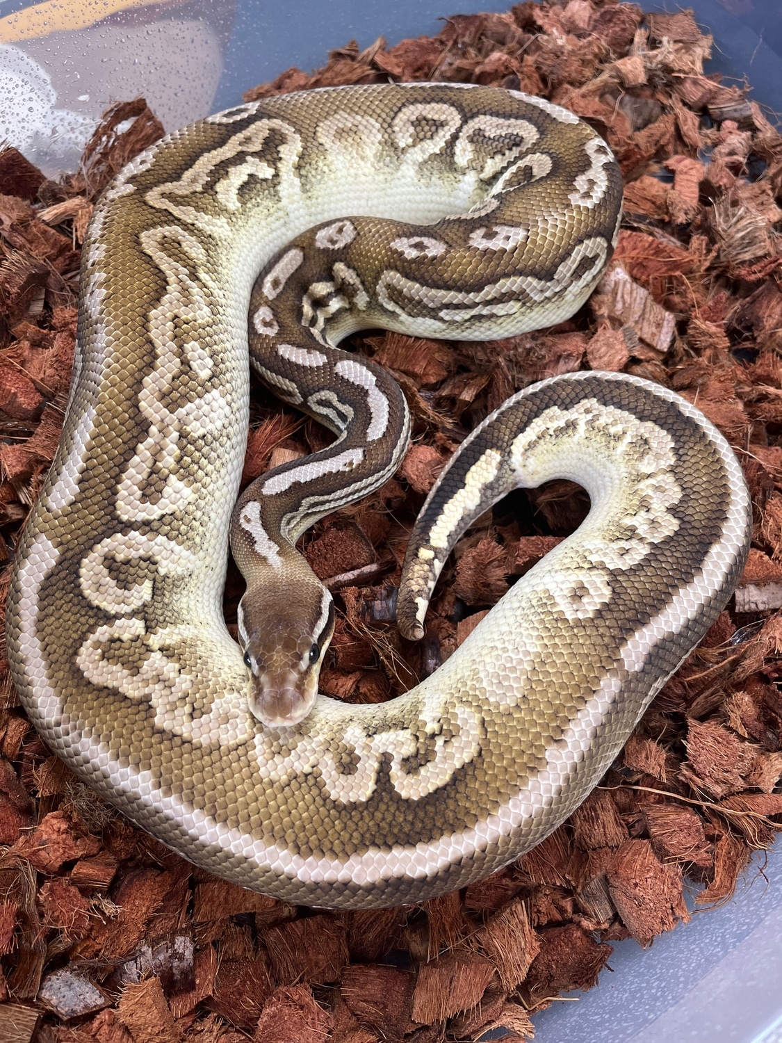 Pewter Mojave Orange Ghost Ball Python by Redstrom Reptiles - MorphMarket
