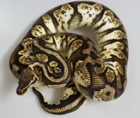 Super Pastel Yellow Belly Ball Python by Redstrom Reptiles - MorphMarket