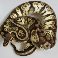 Pastel Calico Yellow Belly Ball Python by Redstrom Reptiles - MorphMarket