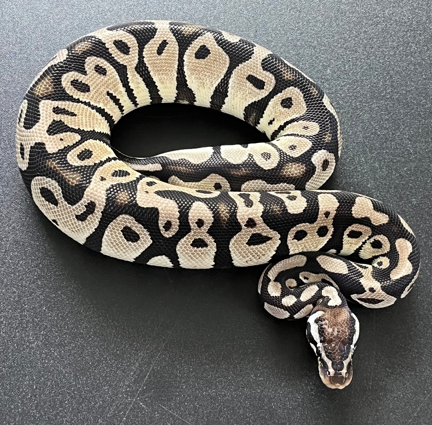 Pastel TSK Axanthic Ball Python by Redstrom Reptiles - MorphMarket