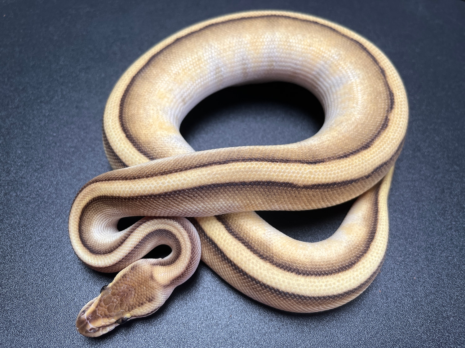 Lesser Genetic Stripe Ball Python by Redstrom Reptiles - MorphMarket