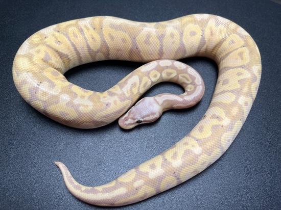 Super Pastel Coral Glow 100% Het TSK Axanthic Ball Python by Redstrom ...