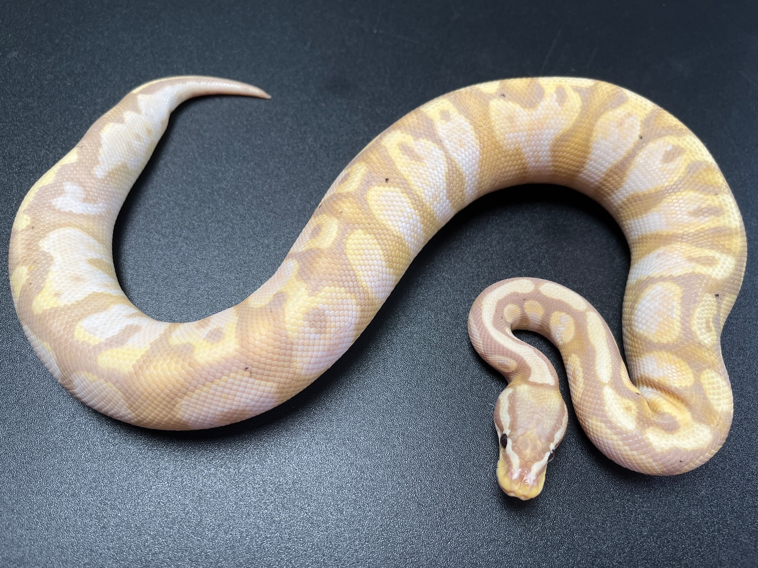 Pastel Calico Coral Glow 100% Het TSK Axanthic Ball Python by Redstrom ...