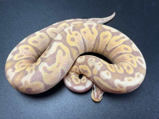Pastel Coral Glow 100% Het TSK Axanthic Ball Python by Redstrom Reptiles