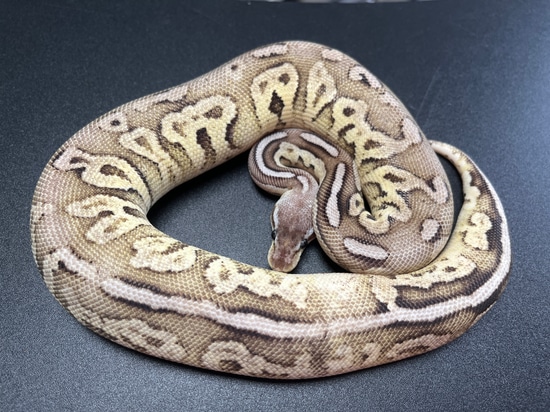Pewter Fire 50% Het Albino Ball Python by Redstrom Reptiles