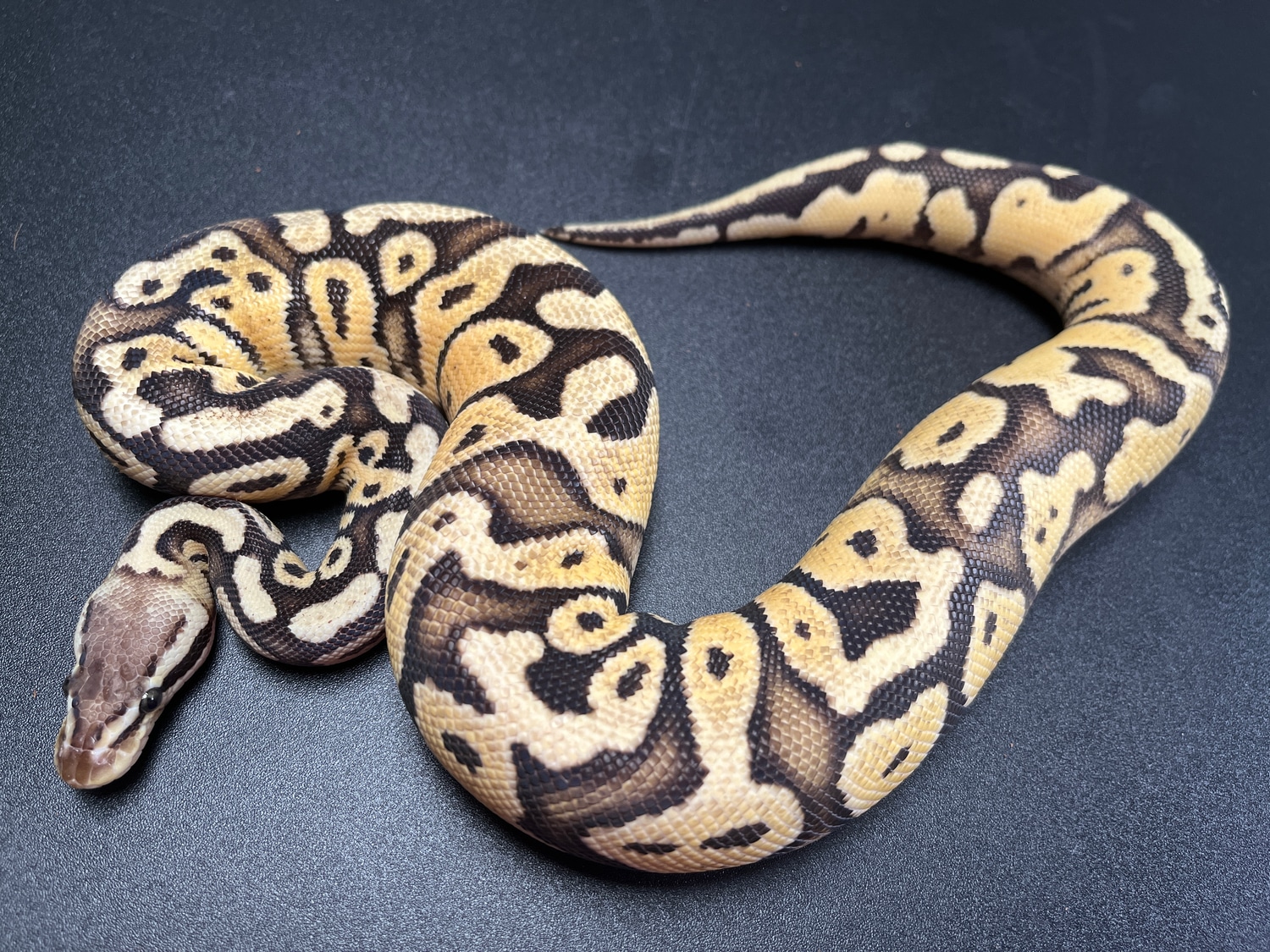 Firefly 50% Het Albino Ball Python by Redstrom Reptiles - MorphMarket