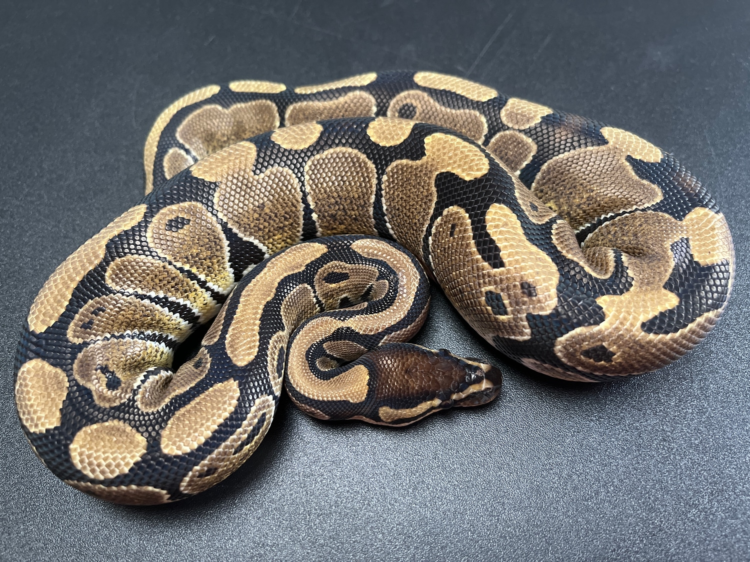 Normal Ball Python by Redstrom Reptiles - MorphMarket