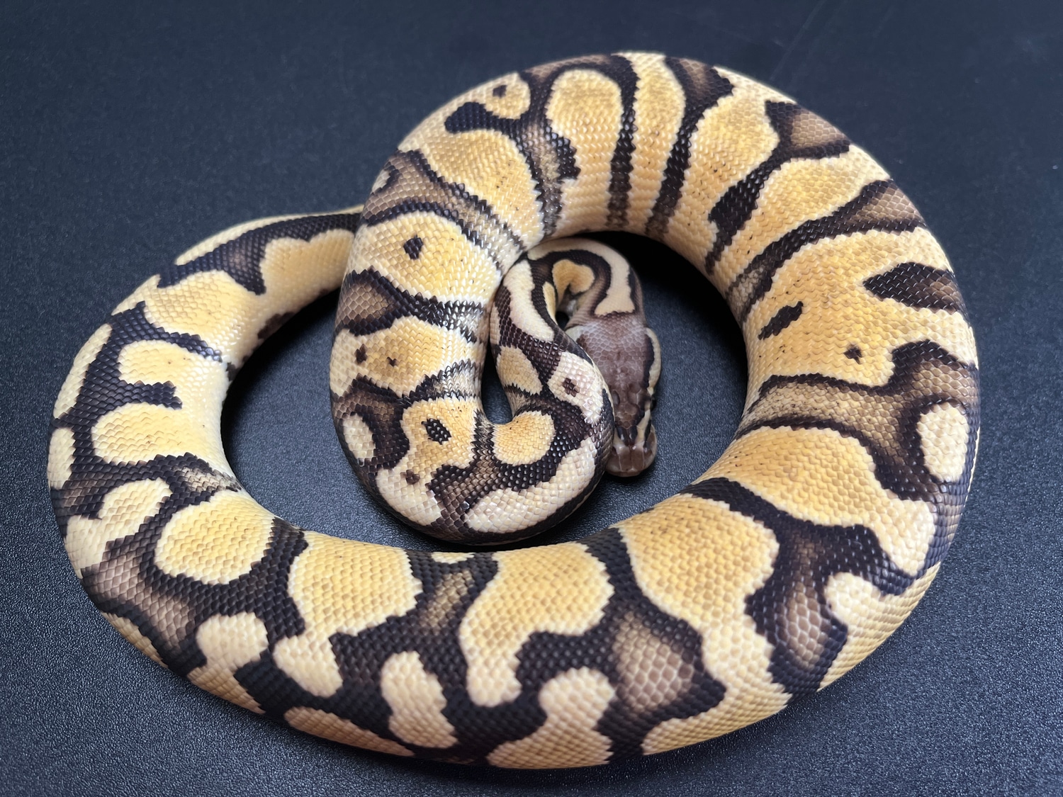 Firefly Ball Python by Redstrom Reptiles - MorphMarket