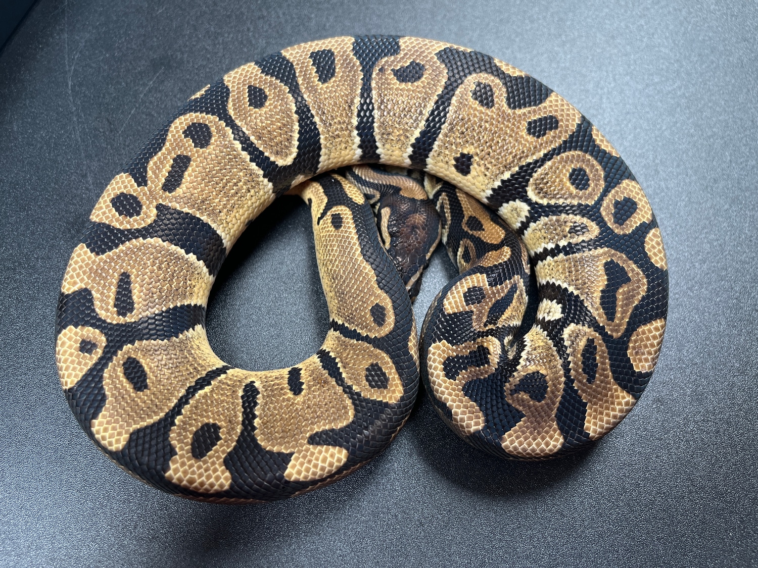 100% Het TSK Axanthic Ball Python by Redstrom Reptiles - MorphMarket