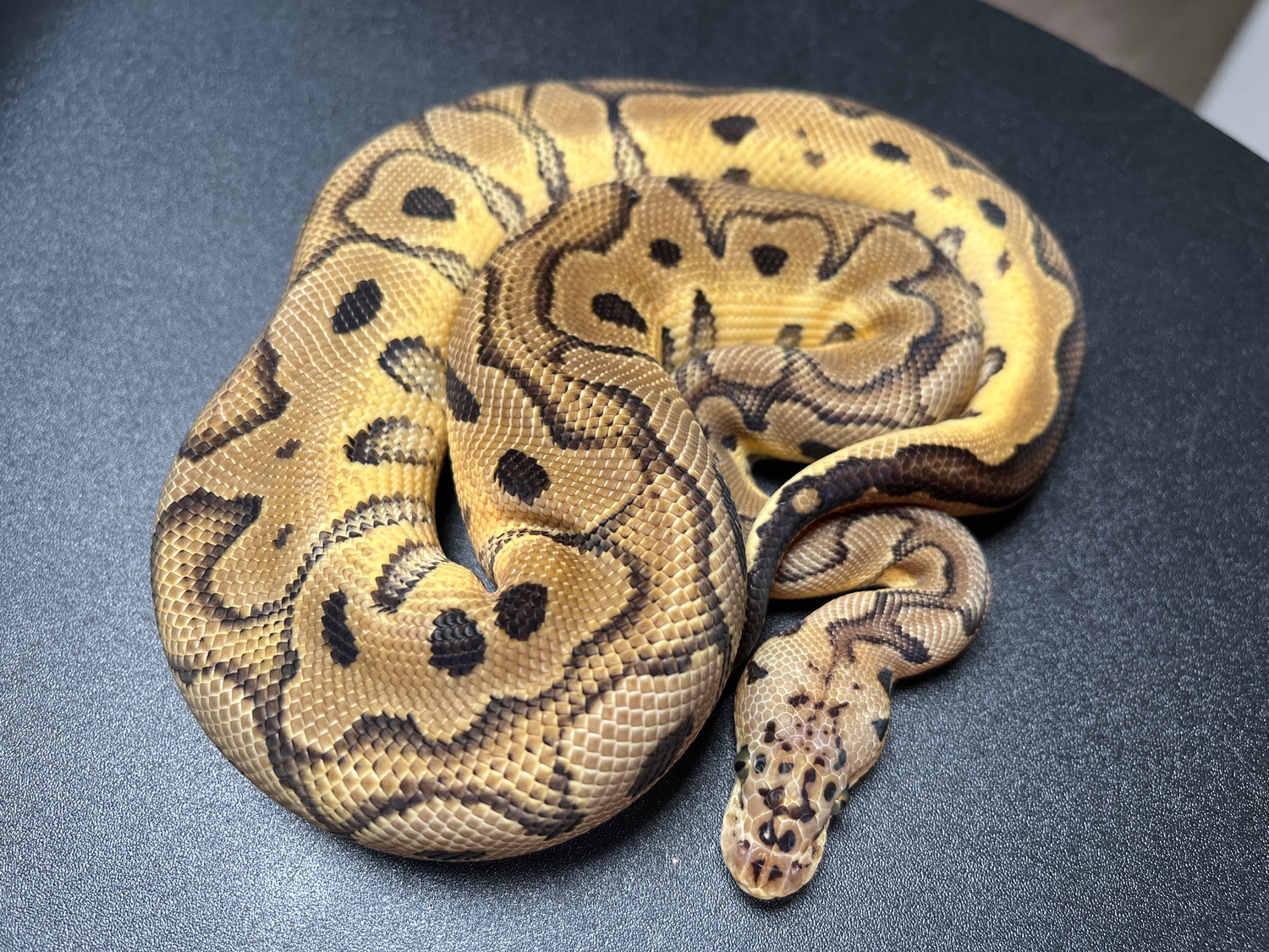 Pastel Clown Het Desert Ghost Ball Python by Redstrom Reptiles ...