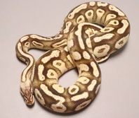 Fire Yellow Belly Or Specter Ball Python by Redstrom Reptiles - MorphMarket