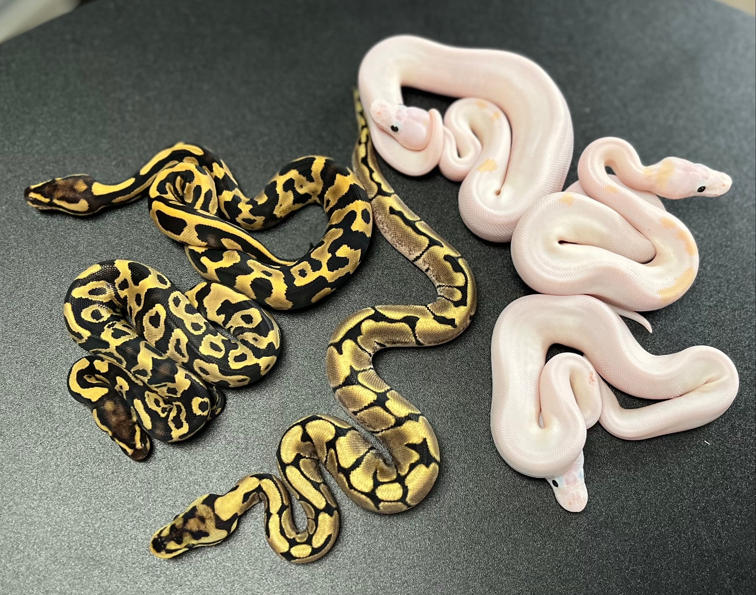 Ball Python Clutch: 2023-01 by Redstrom Reptiles - MorphMarket