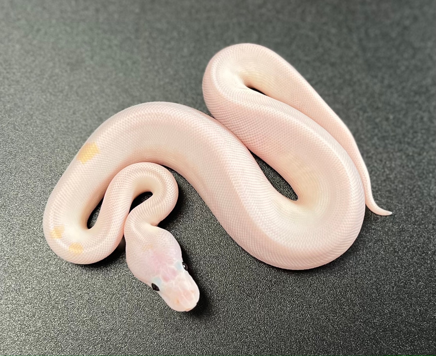 Super Fire Het TSK Axanthic Ball Python by Redstrom Reptiles - MorphMarket