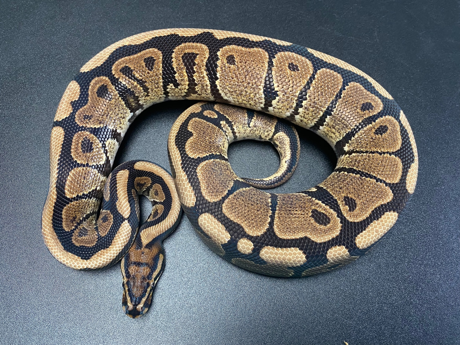 Spotnose Ball Python by Redstrom Reptiles - MorphMarket