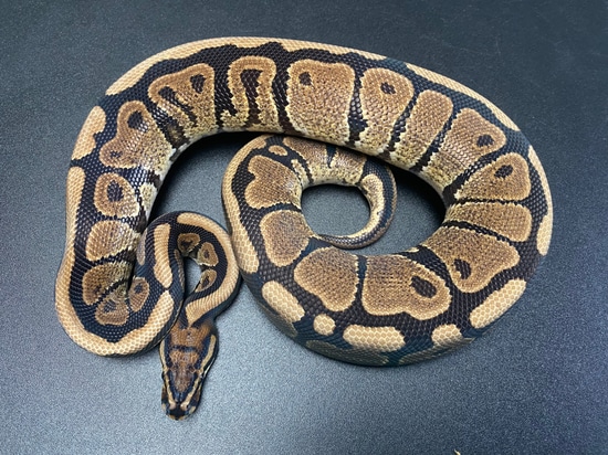 Spotnose Ball Python by Redstrom Reptiles