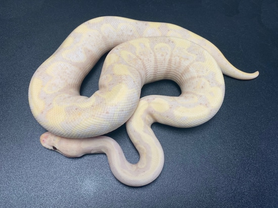 Super Coral Glow Ball Python by Redstrom Reptiles