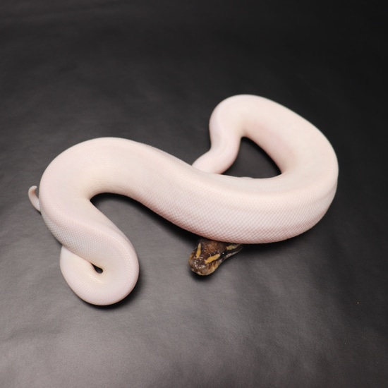 Mystic OR Mojave Piebald Ball Python by Redstrom Reptiles