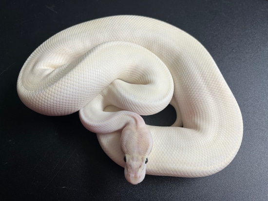 Ivory 50% Het Pied Ball Python by Redstrom Reptiles