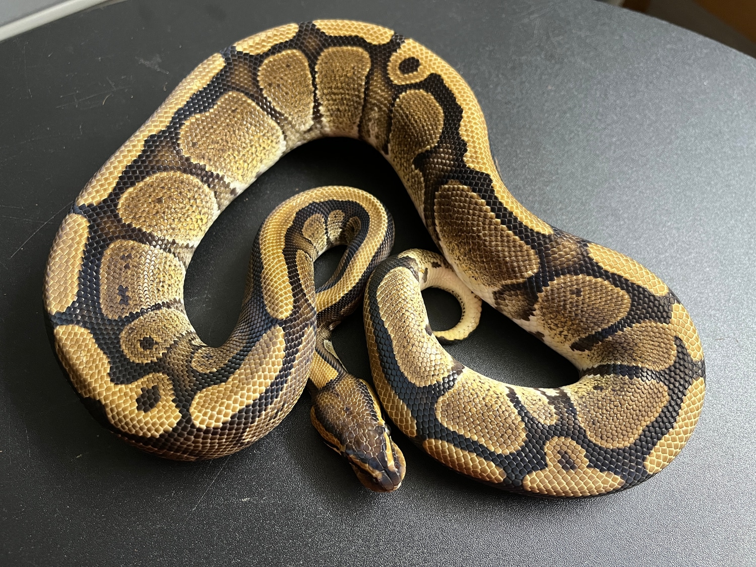 Red Stripe Ball Python by Redstrom Reptiles - MorphMarket