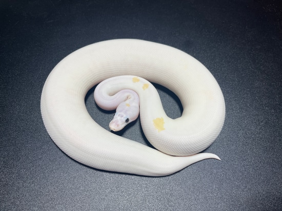 Super Fire Het TSK Axanthic Ball Python by Redstrom Reptiles