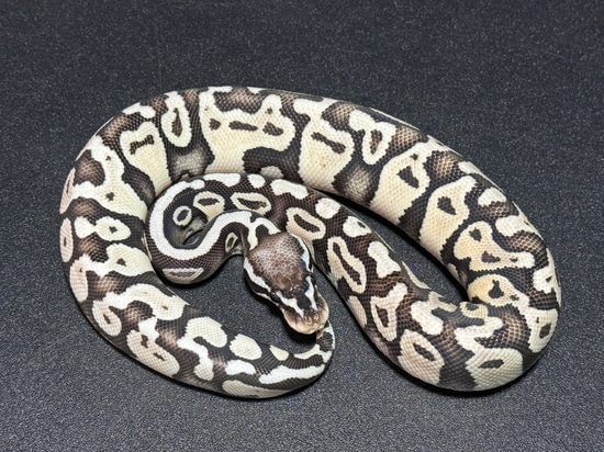 Super Pastel TSK Axanthic Ball Python by Redstrom Reptiles