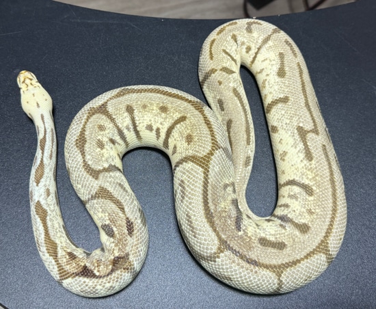 Leopard Firebee Ball Python by Redstrom Reptiles