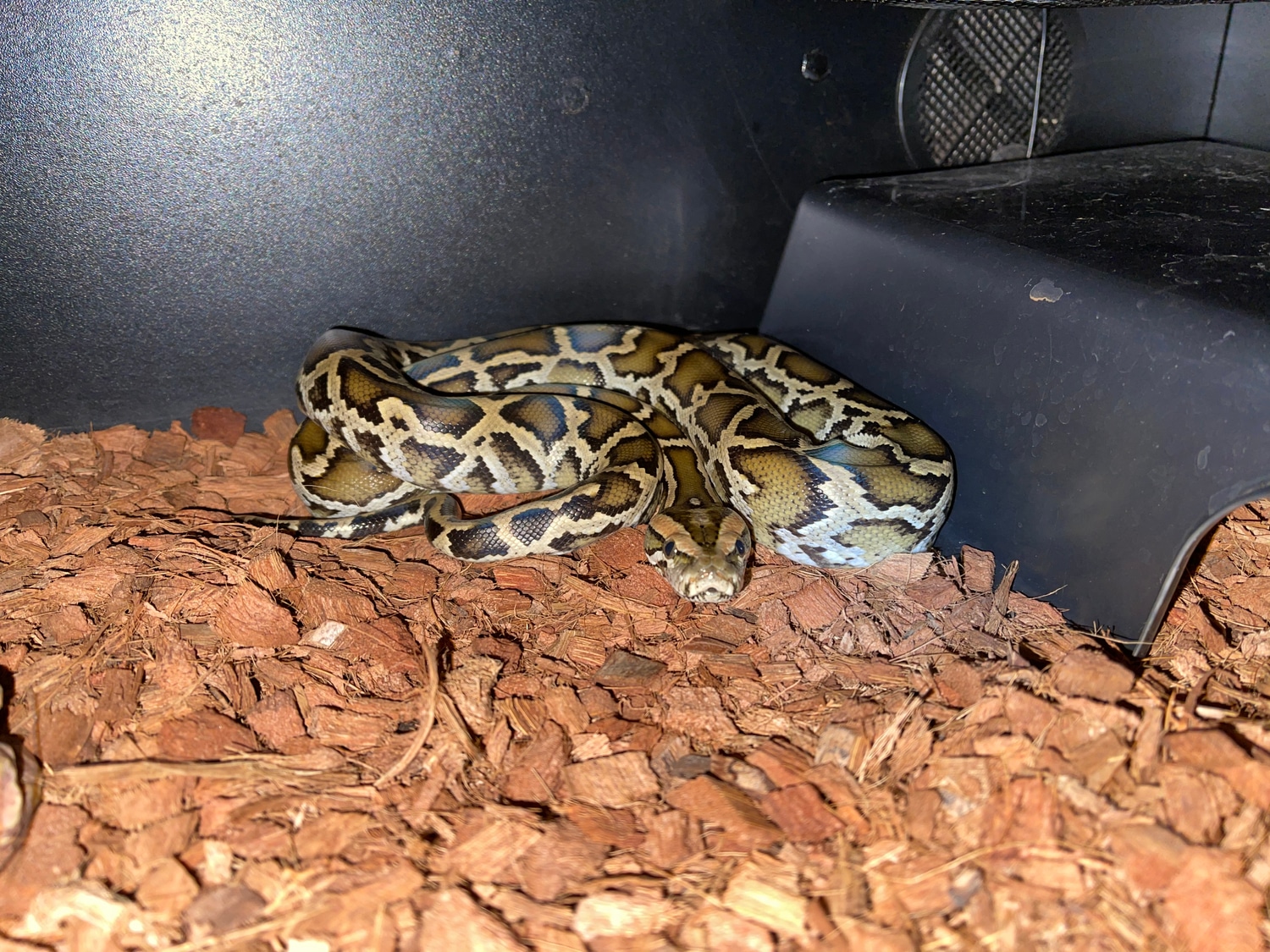 Wild Type Burmese Python by Craig's Reptiles - MorphMarket