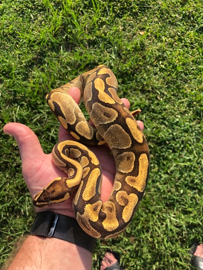 Enchi Spark Ball Python by Tampa Tails & Scales