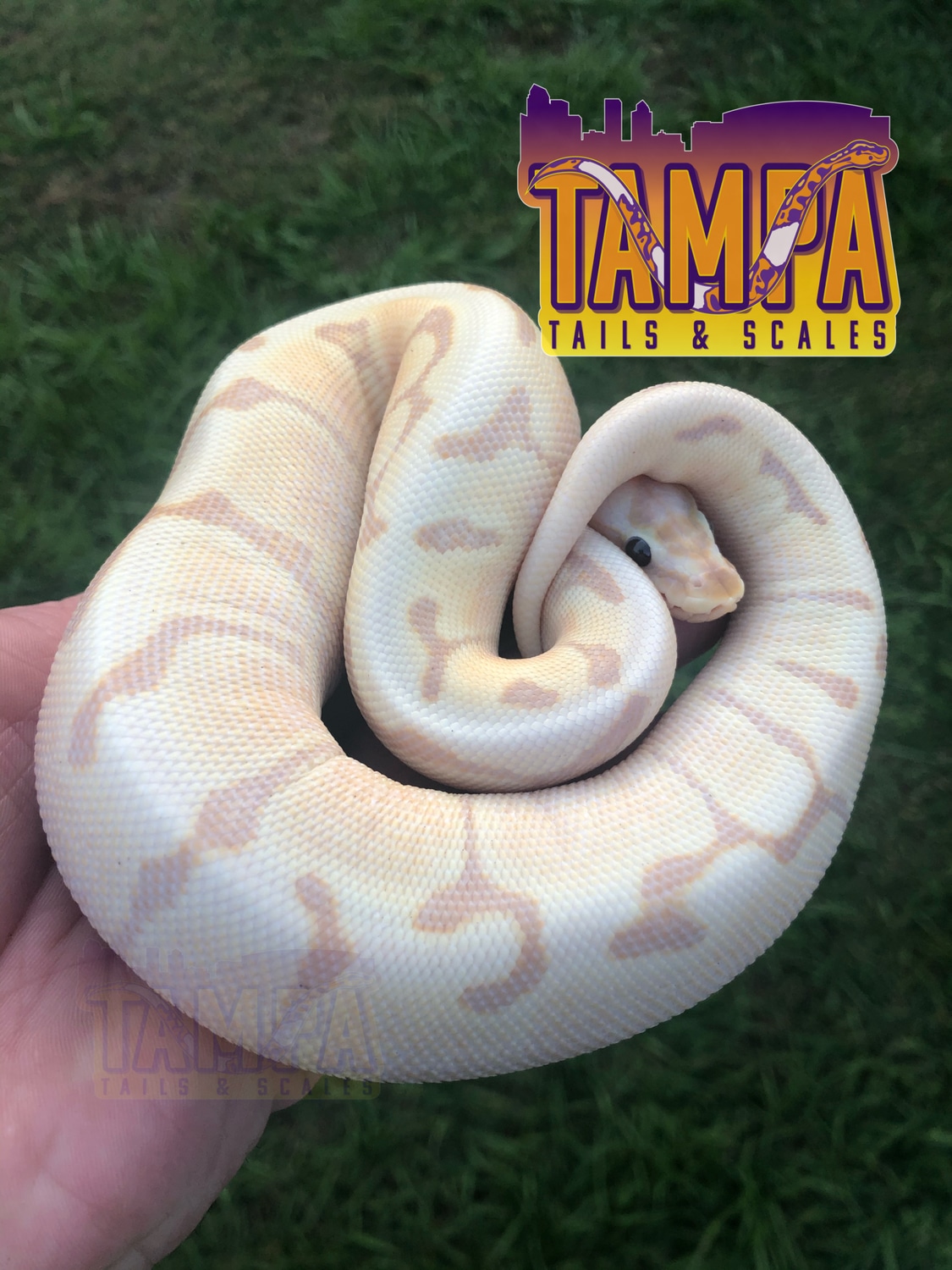 Banana Fire Spider Ball Python by Tampa Tails & Scales - MorphMarket