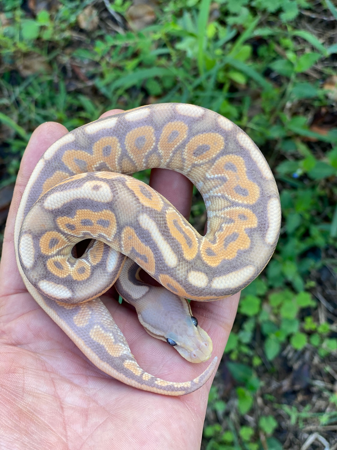 Cinnamon Coral Glow Ball Python by Tampa Tails & Scales - MorphMarket