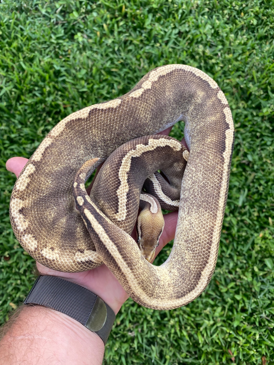Super Pastel Mojave GHI Calico Ball Python by Tampa Tails & Scales ...