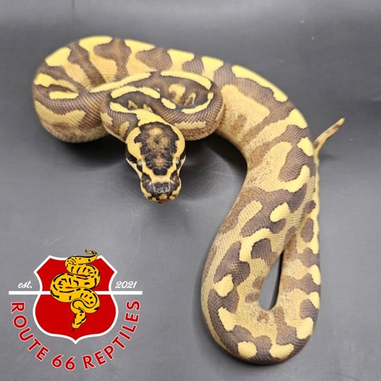 Super Enchi Asphalt Gravel (Pavement) Ball Python by Route 66 Reptiles