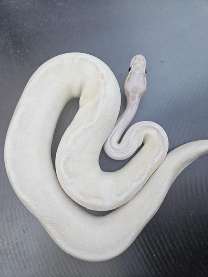 Adult Pastel Banana Freeway - Female Maker Ball Python by Route 66 Reptiles
