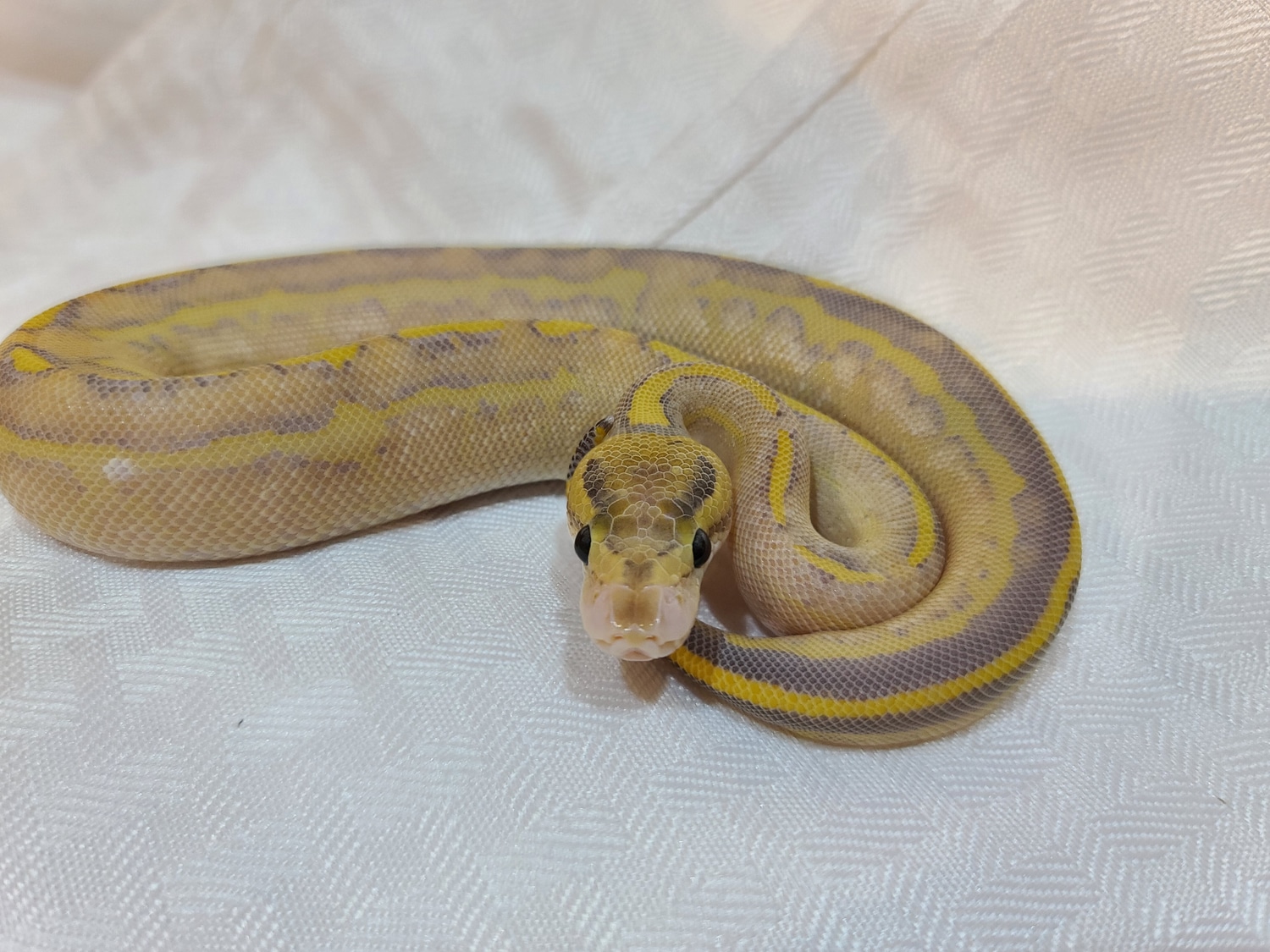 Leopard Ivory Ball Python by C&S reptiles - MorphMarket