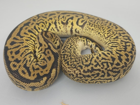 Paste Leopard Spector Spark Yellowbelly Ball Python by C&S reptiles