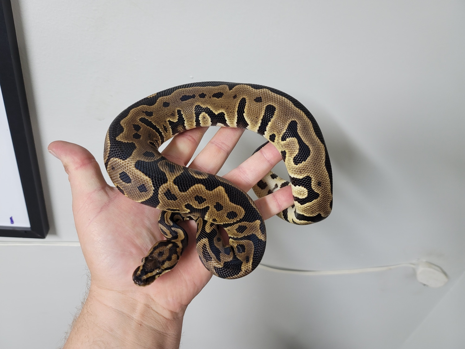 2021 Leopard Vanilla 50% Het Rainbow Ball Python by C&S reptiles ...