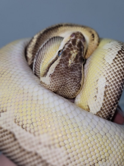 Pastel Lesser Bongo Ball Python by C&S reptiles