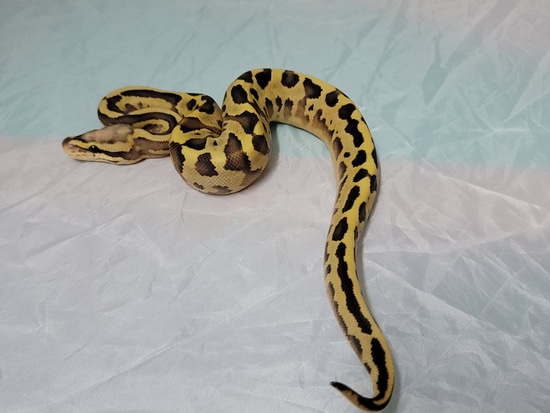 Leopard Vanilla Cream Ball Python by C&S reptiles