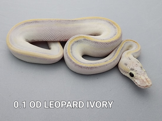 Orange Dream Leopard Ivory Ball Python by C&S reptiles