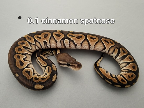 Cinnamon Spotnose Ball Python by C&S reptiles