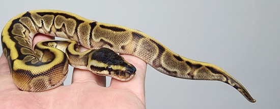 Hidden Gene Woma Enchi Mahogany Ball Python by C&S reptiles