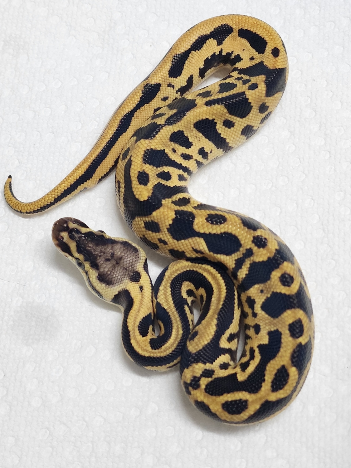 Pastel Leopard Orange Dream Ball Python by C&S reptiles - MorphMarket