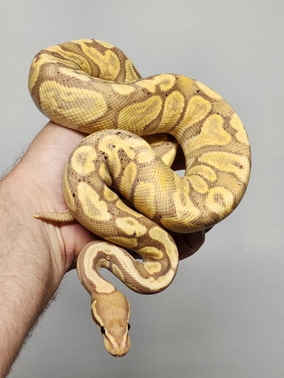 Banana Ghi Ball Python by C&S reptiles