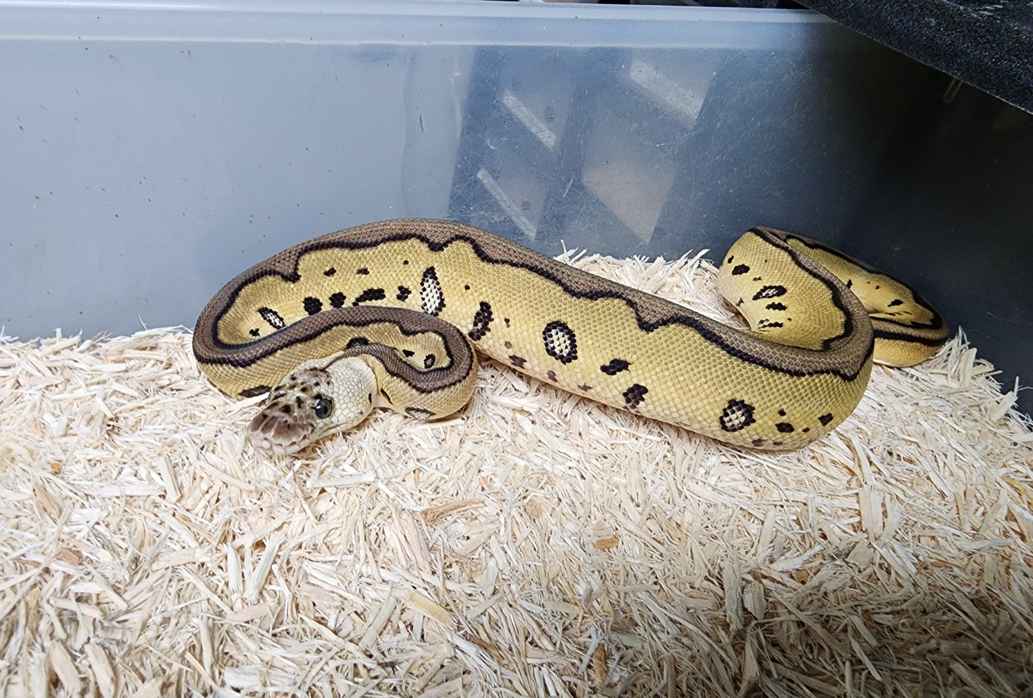 Pastel Leopard Clown Het Vpi Axanthic Ball Python by C&S reptiles ...