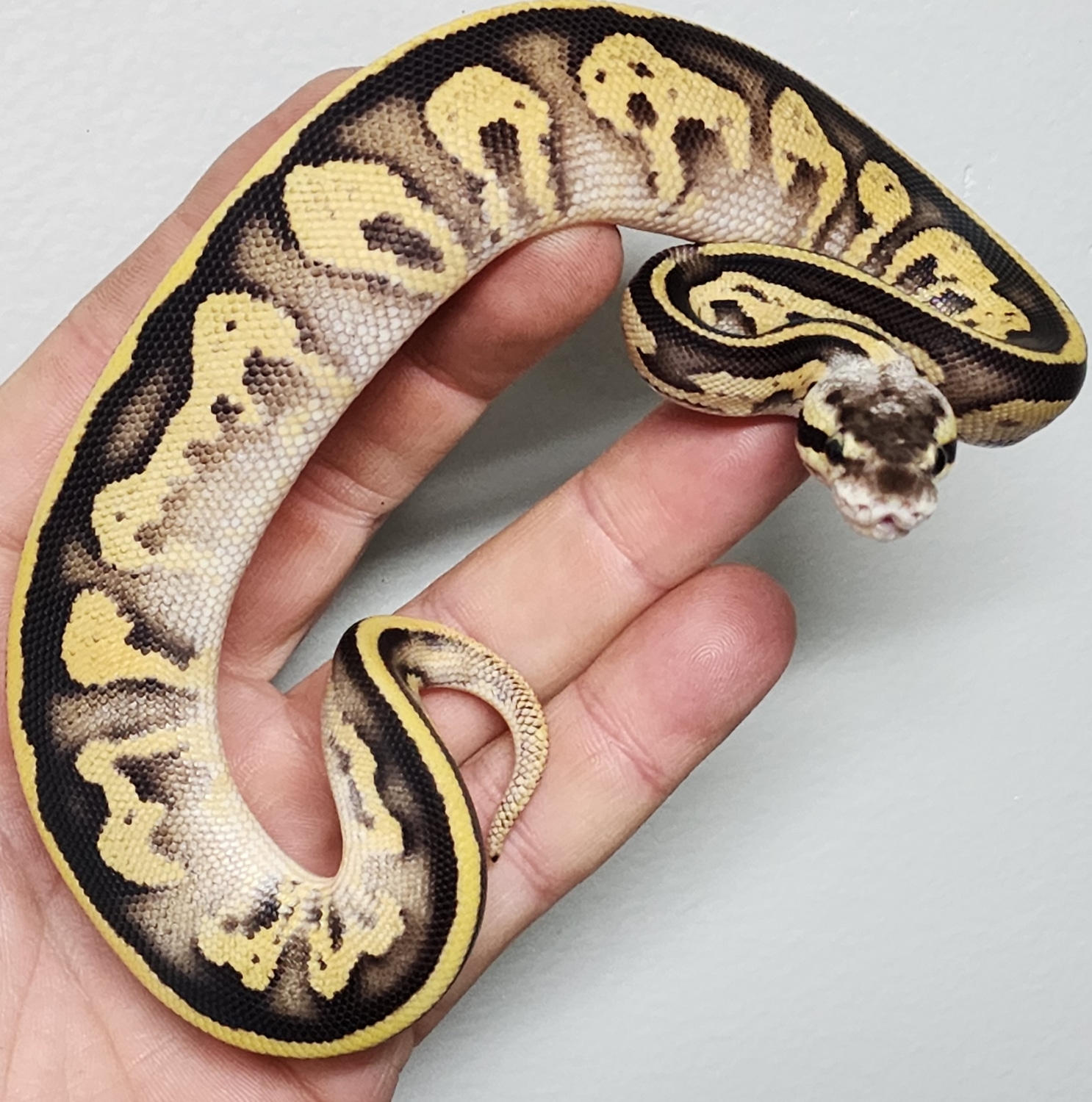 Leopard Blackhead Pastel Yellowbelly Fire Ball Python by C&S reptiles ...