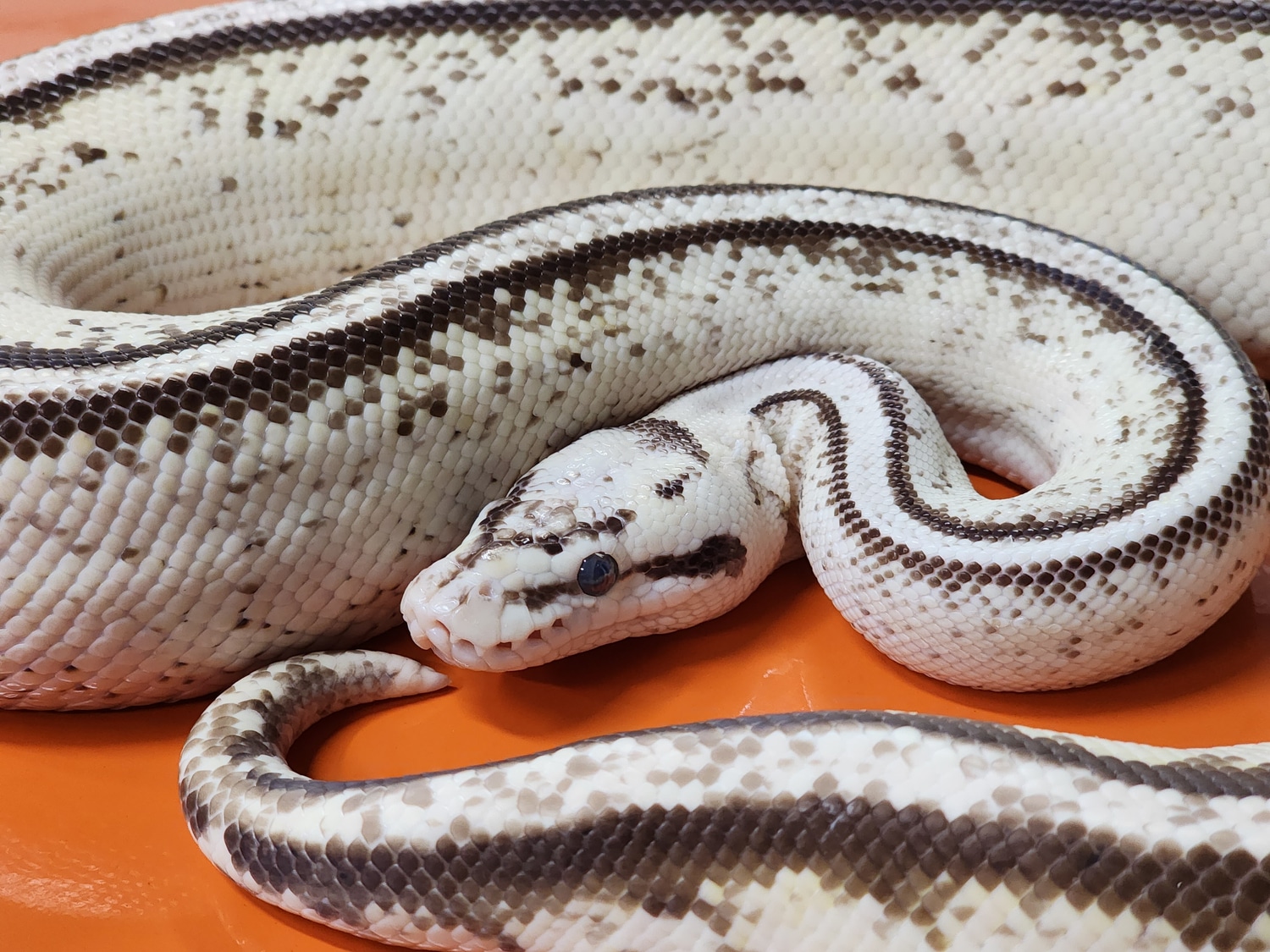 Pastel Superstripe Ball Python by C&S reptiles - MorphMarket