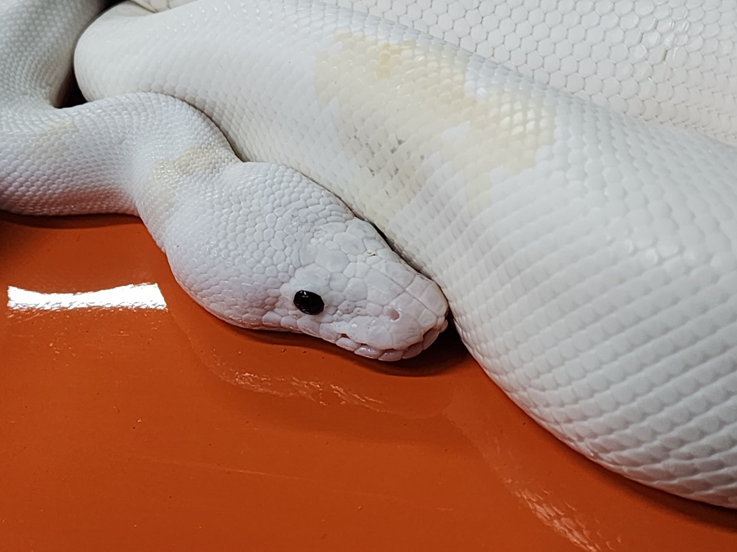 Super Fire Ball Python by C&S reptiles - MorphMarket